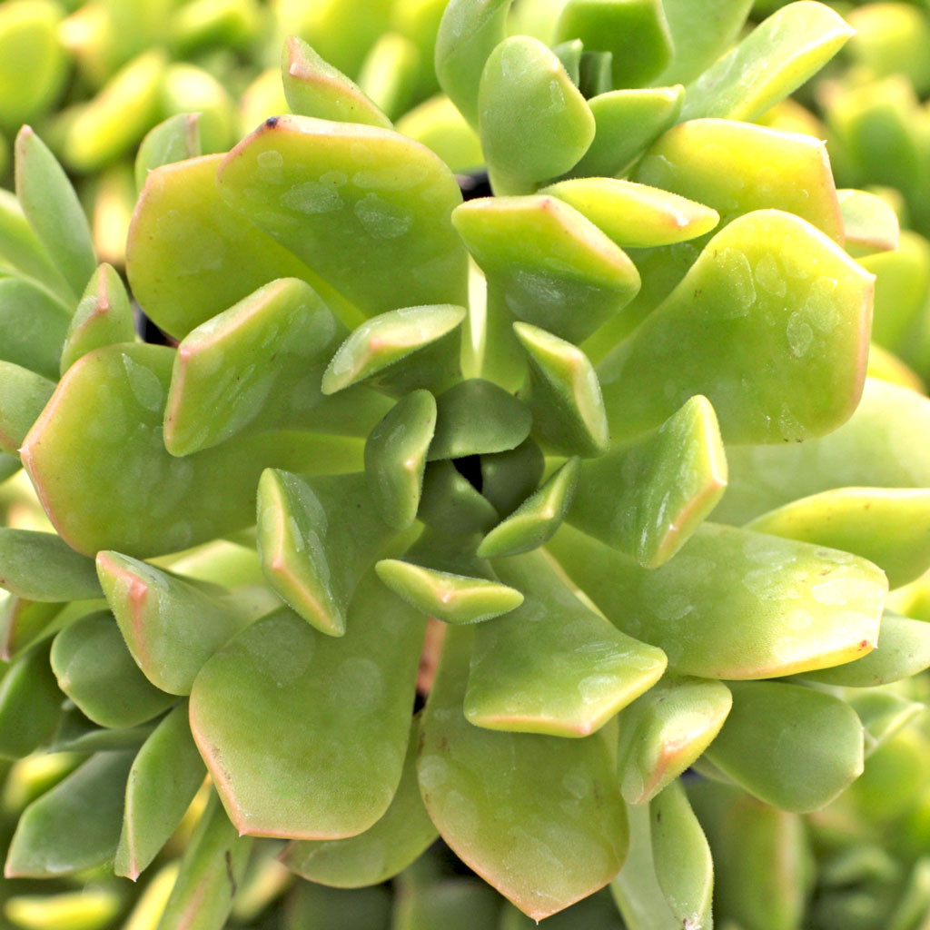 Aeonium 'Green Crush' - Mountain Crest Gardens