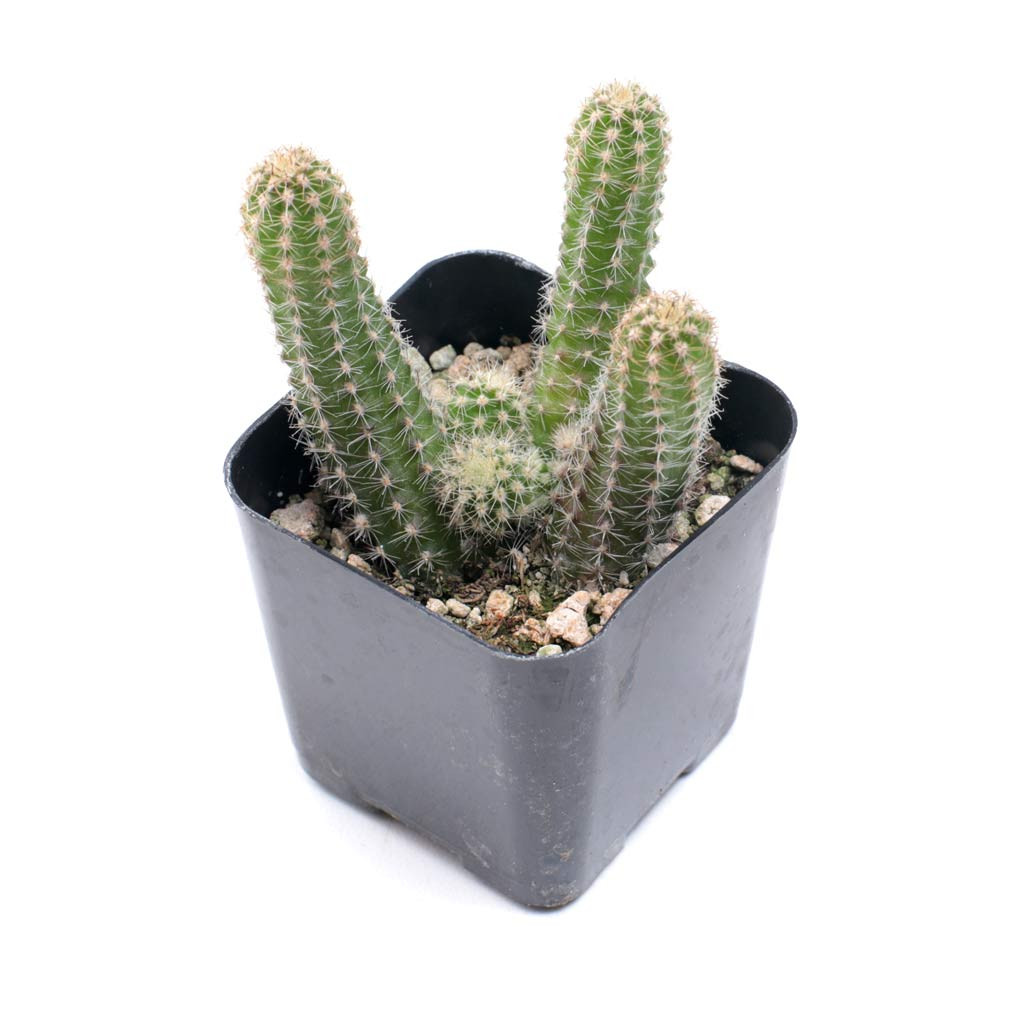 Cactus Bulk Pack (25 Plants, 2" Pots) | MCG™