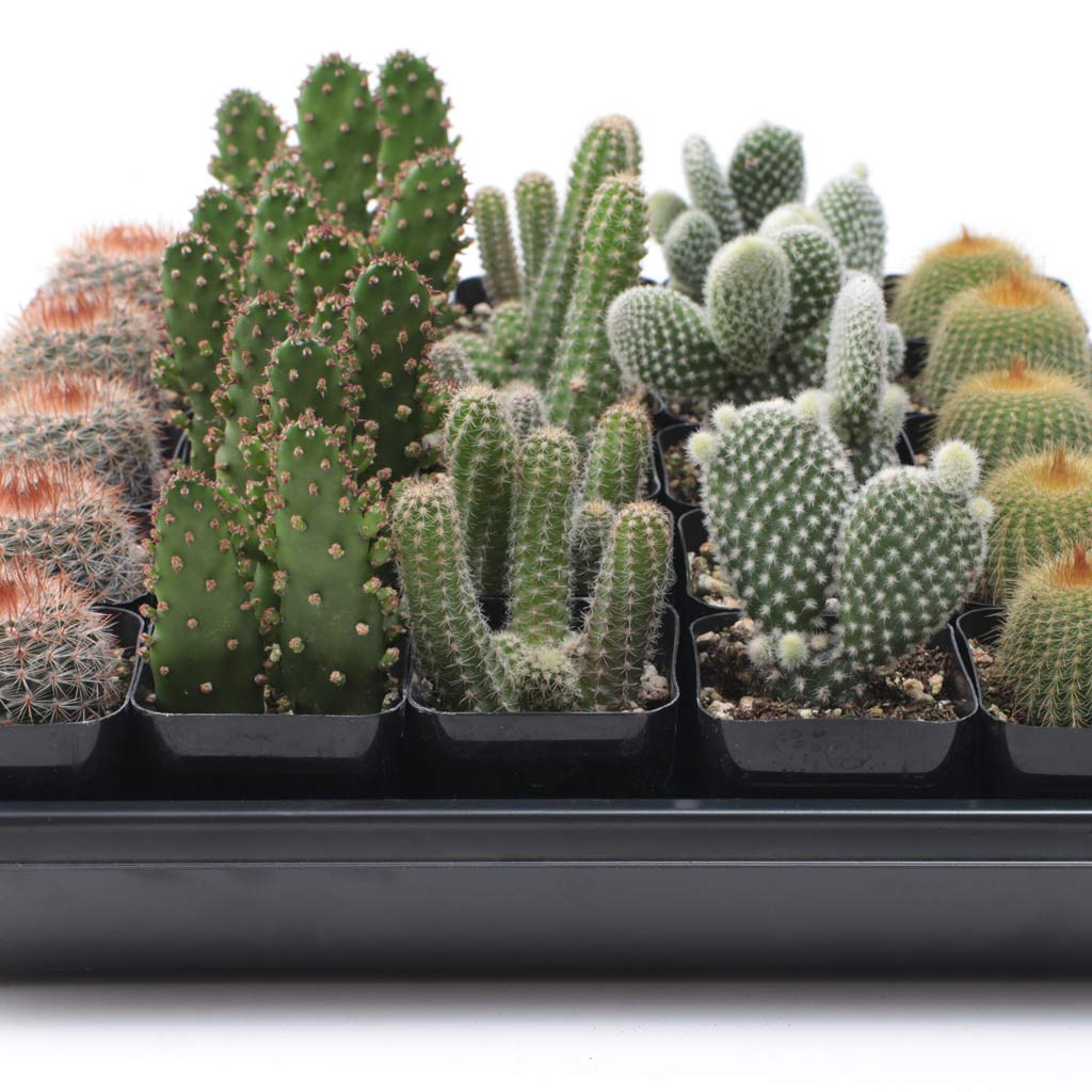 Cactus Bulk Pack (25 Plants, 2" Pots) | MCG™