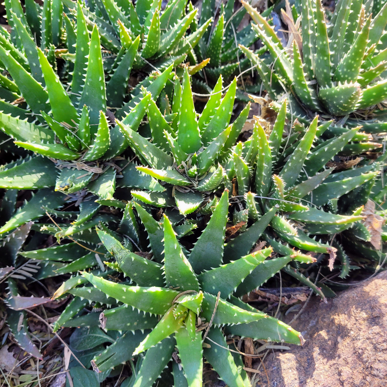 Aloe 'Crosby's Prolific' - Mountain Crest Gardens