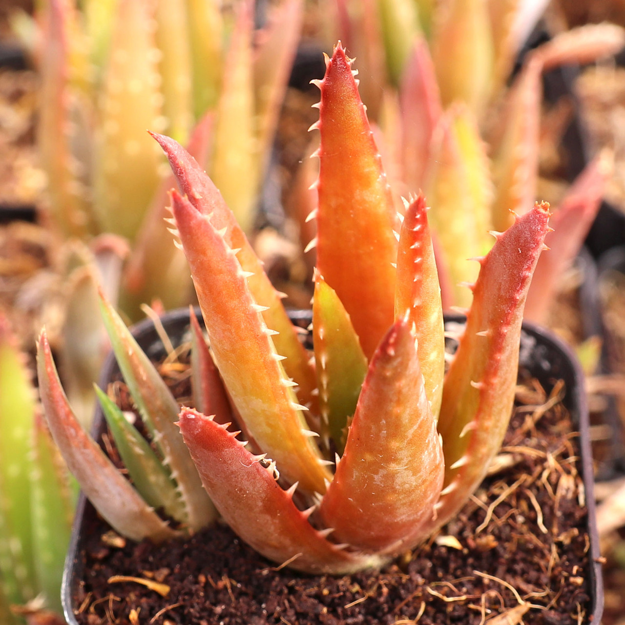 Aloe 'Crosby's Prolific' - Mountain Crest Gardens