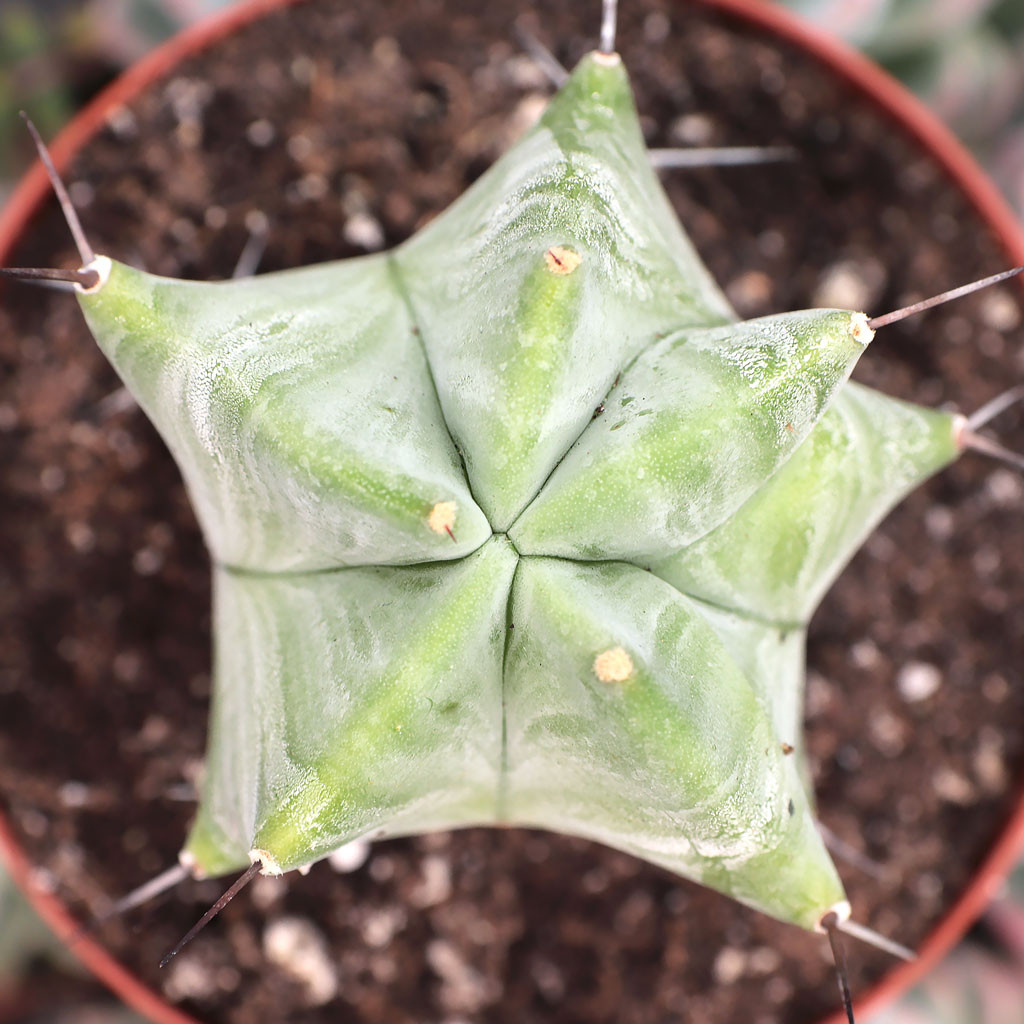 Stenocereus pruinosus - Gray Ghost Organ Pipe - Mountain Crest Gardens