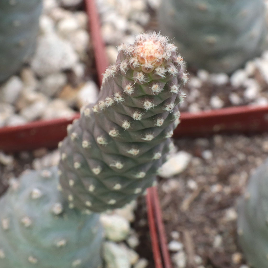 Tephrocactus articulatus - Pine Cone Cactus | MCG™