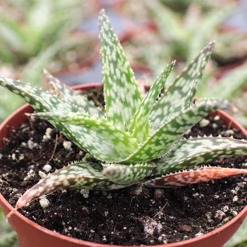 Aloe rauhii - Snowflake Aloe - Mountain Crest Gardens