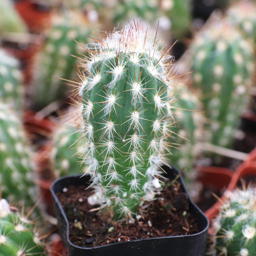 Stetsonia Coryne Cactus