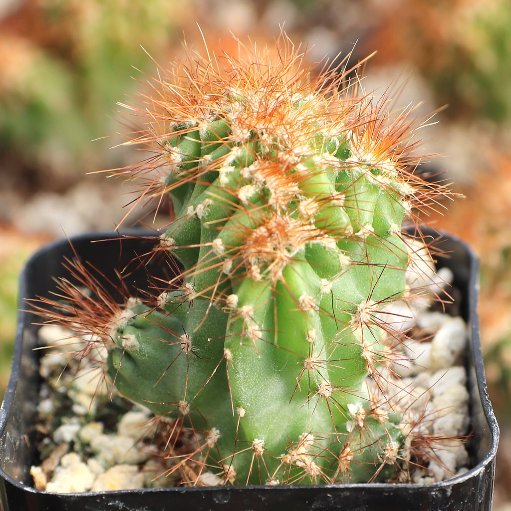 Cereus repandus f. monstrosus - Peruvian Apple Cactus - Mountain Crest ...