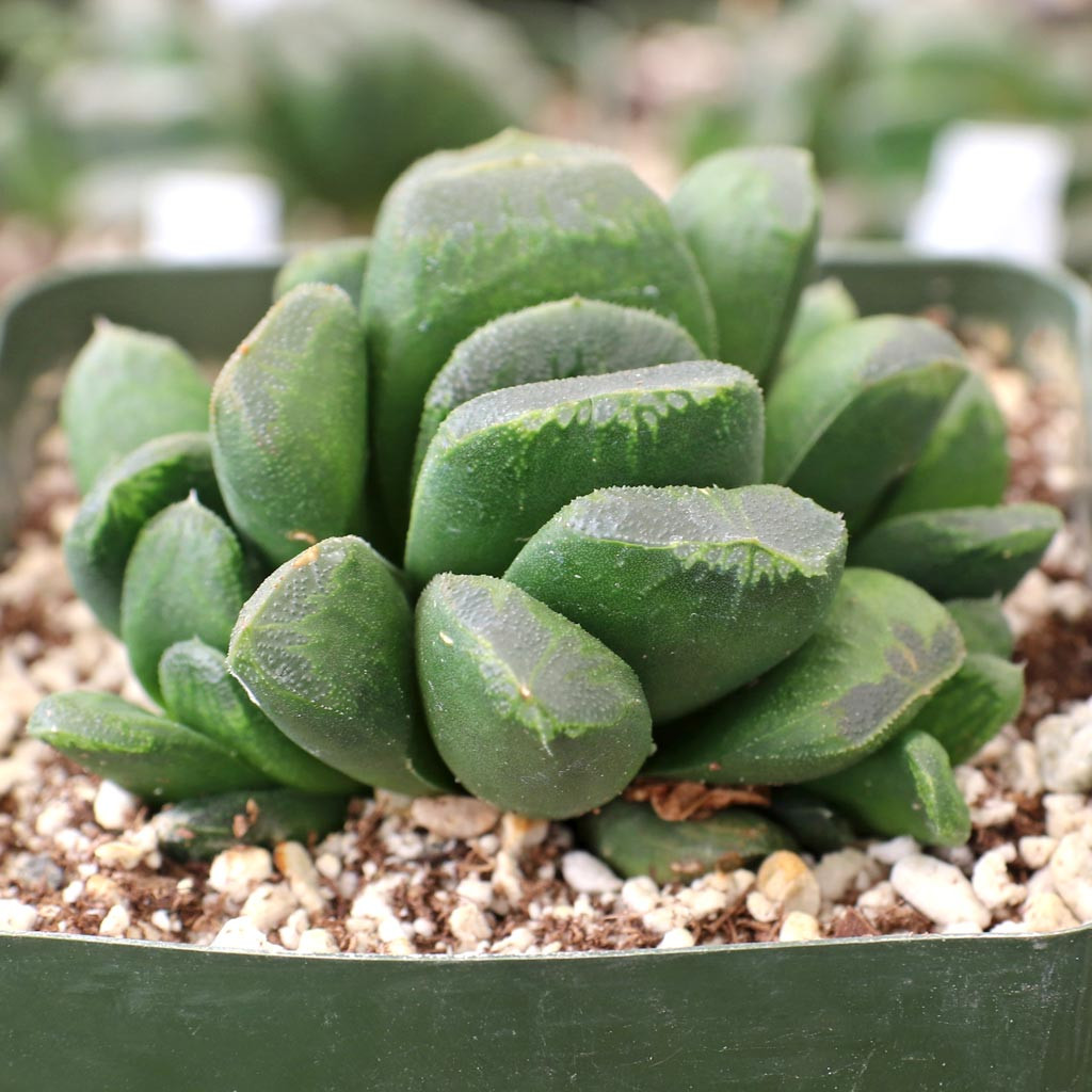 Haworthia maughanii x truncata [large] | MCG™