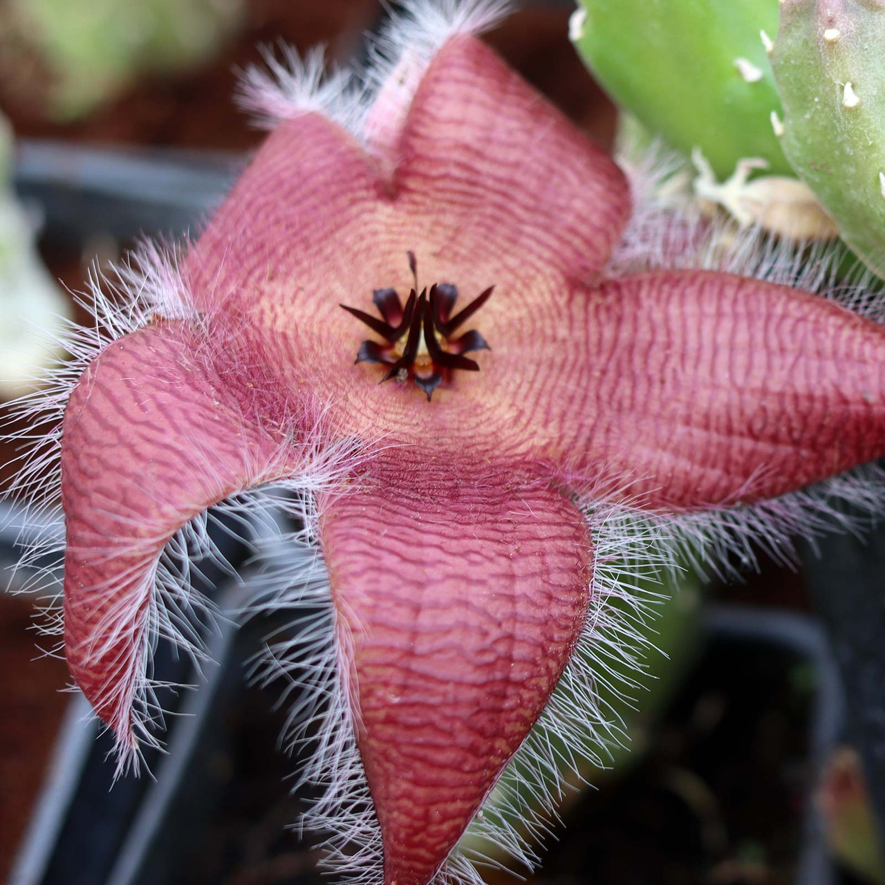 Stapelia hirsuta [large] - Mountain Crest Gardens