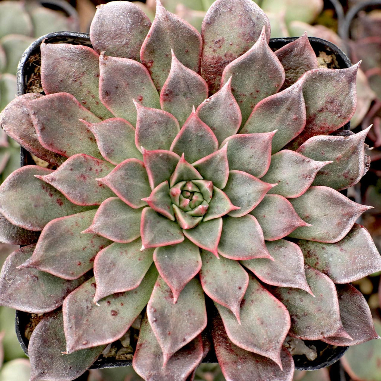 Graptopetalum Bellum limited Mountain Crest Gardens graptopetalum-bellum-limited-mountain-crest-gardens
