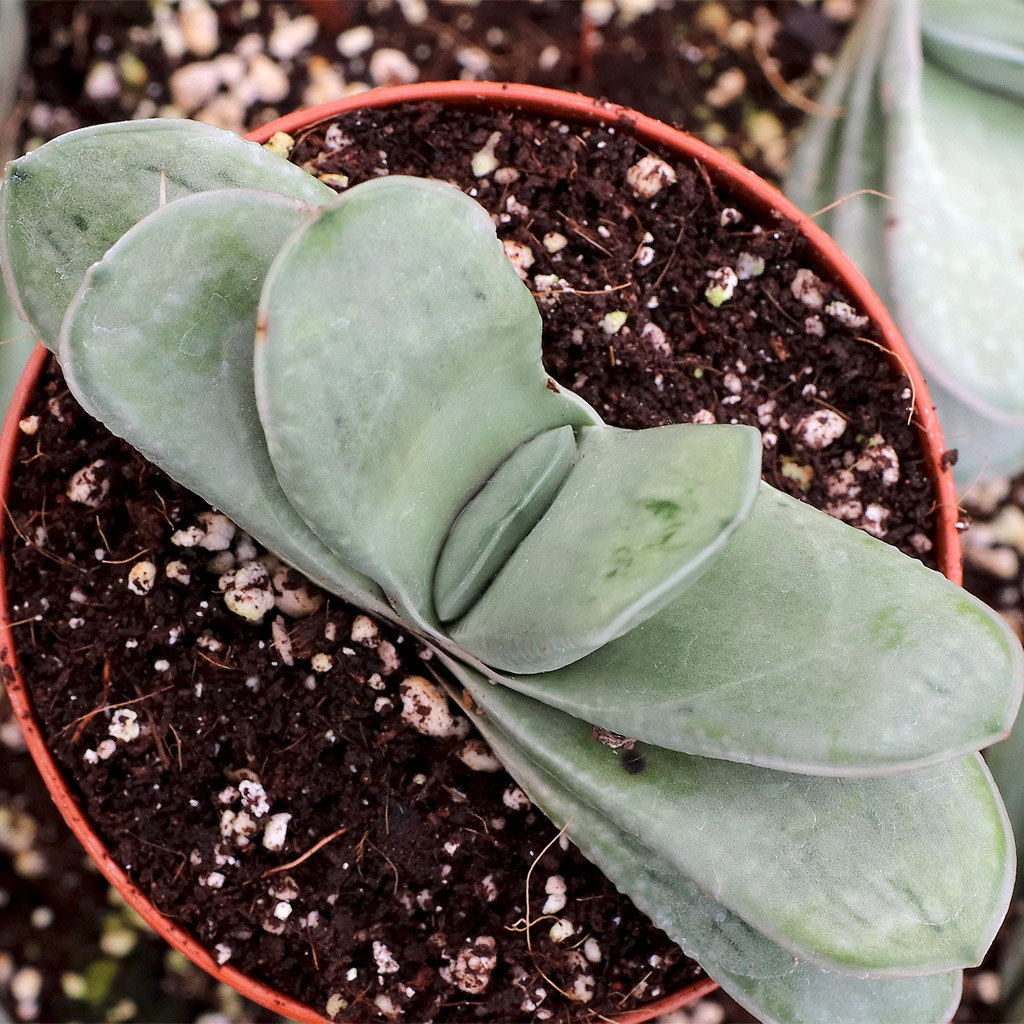 Gasteria Frosty Large Mountain Crest Gardens