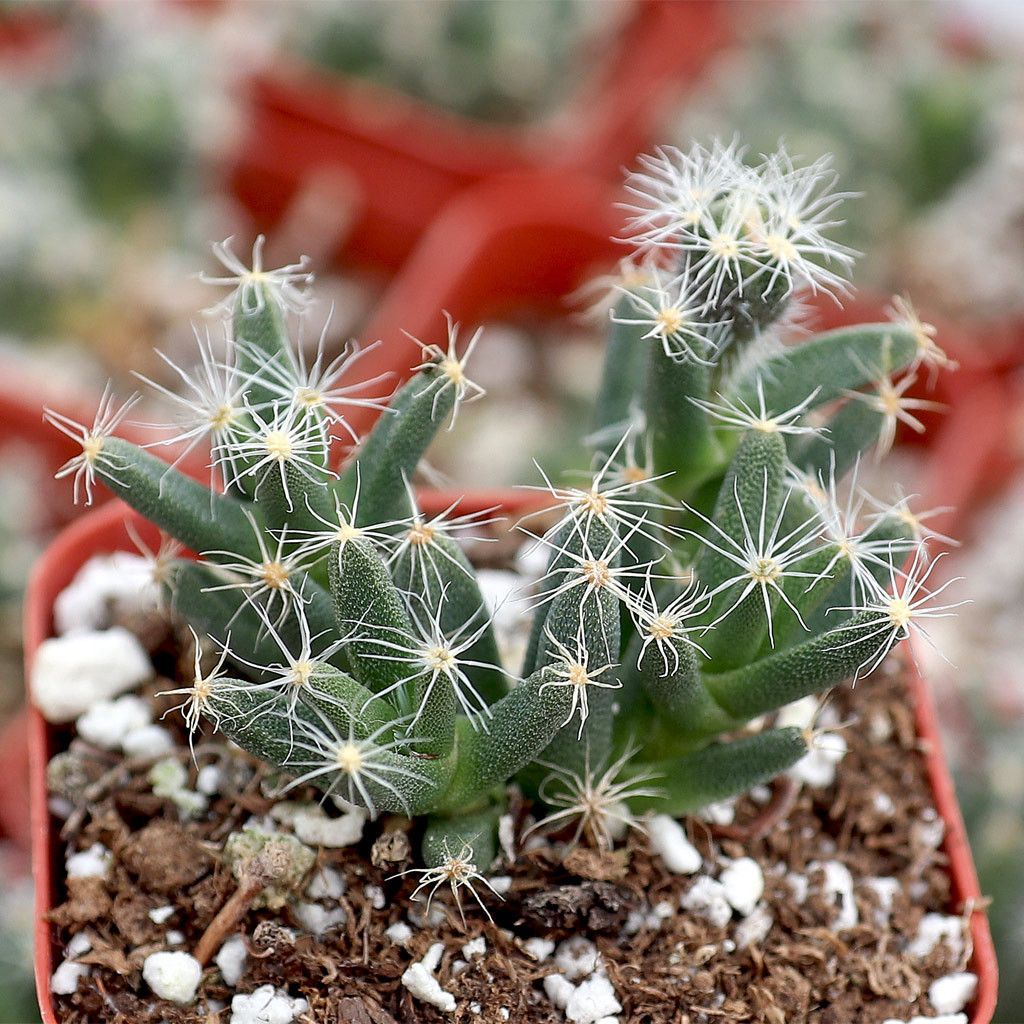Trichodiadema densum - Mini Desert Rose [small] | MCG™