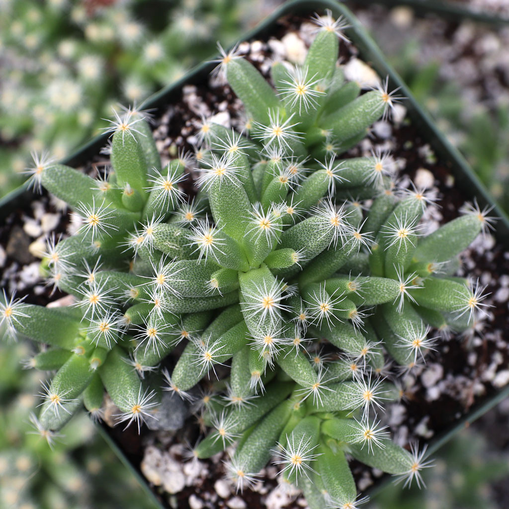 Trichodiadema densum - Mini Desert Rose [small] | MCG™