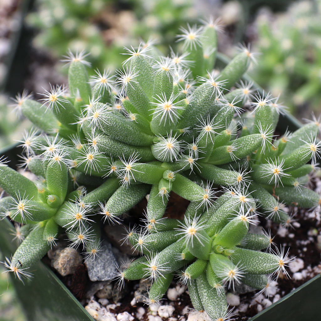 Trichodiadema densum - Mini Desert Rose [small] | MCG™