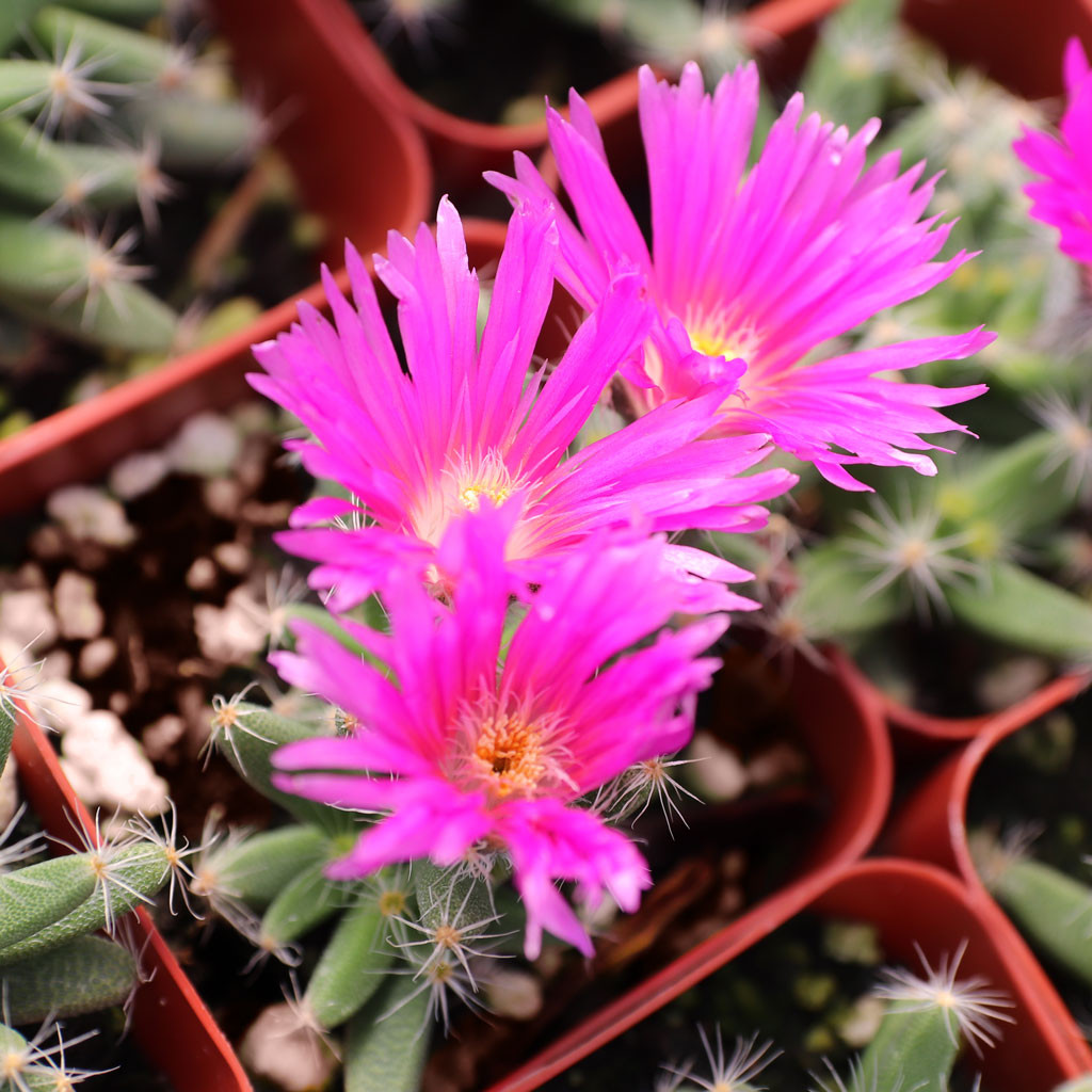 Trichodiadema densum - Mini Desert Rose [small] | MCG™