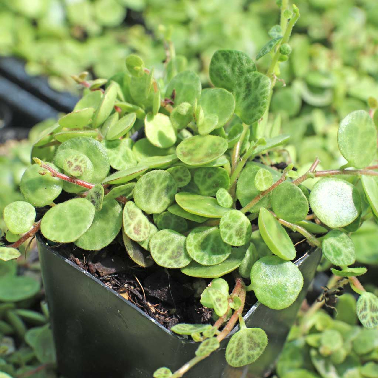Peperomia prostrata - String of Turtles [large] | MCG™