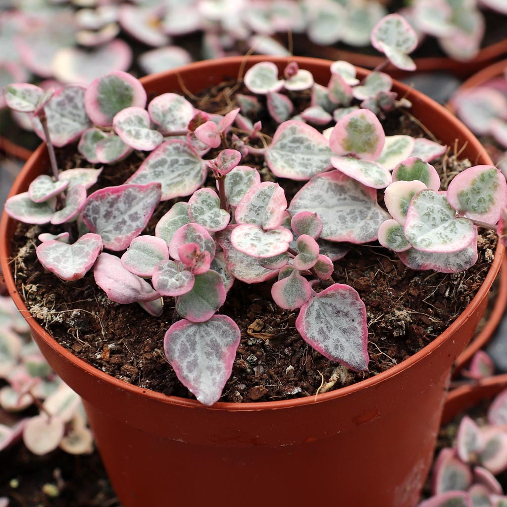 Ceropegia woodii Variegated String of Hearts [large] | MCG™