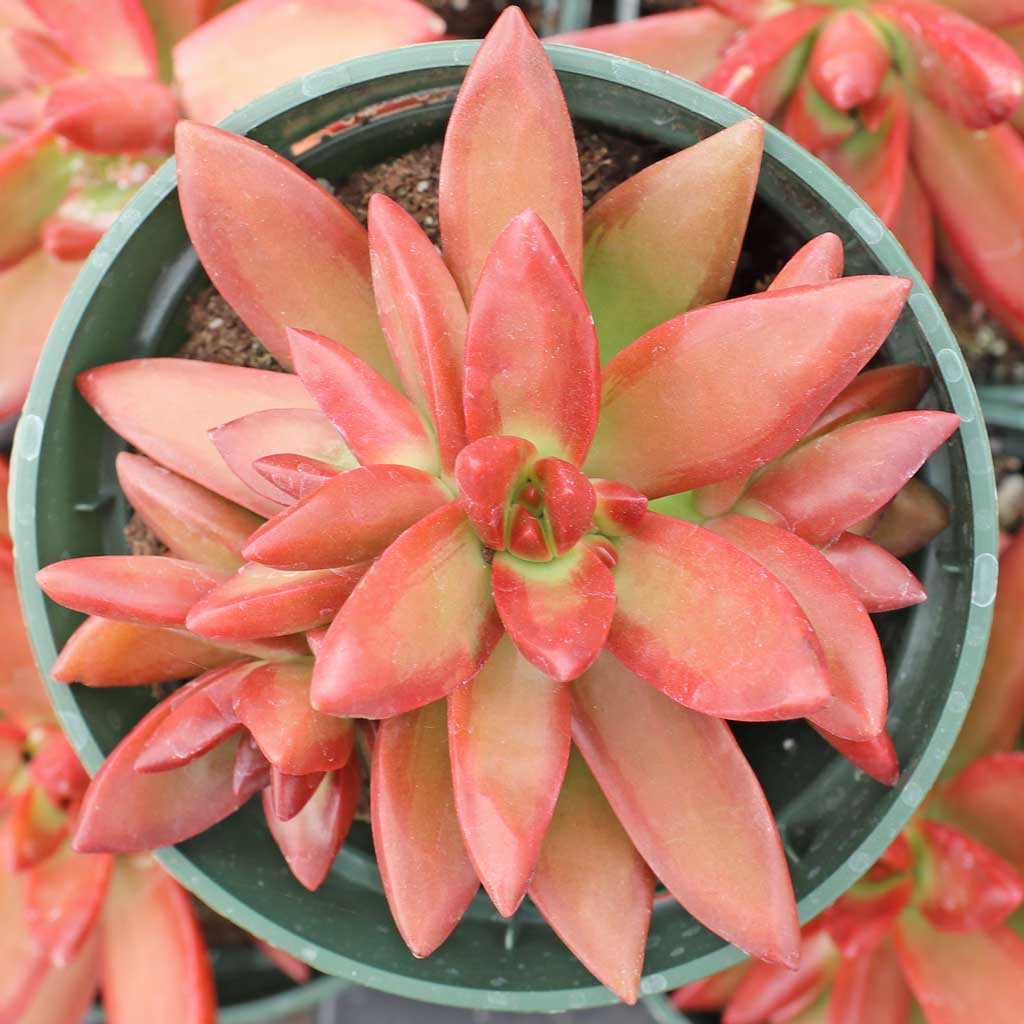 Sedum x adolphi [large] | Mountain Crest Gardens™