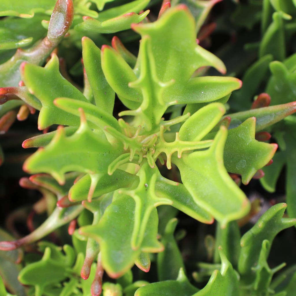 Kalanchoe 'Tarantula' | Mountain Crest Gardens™