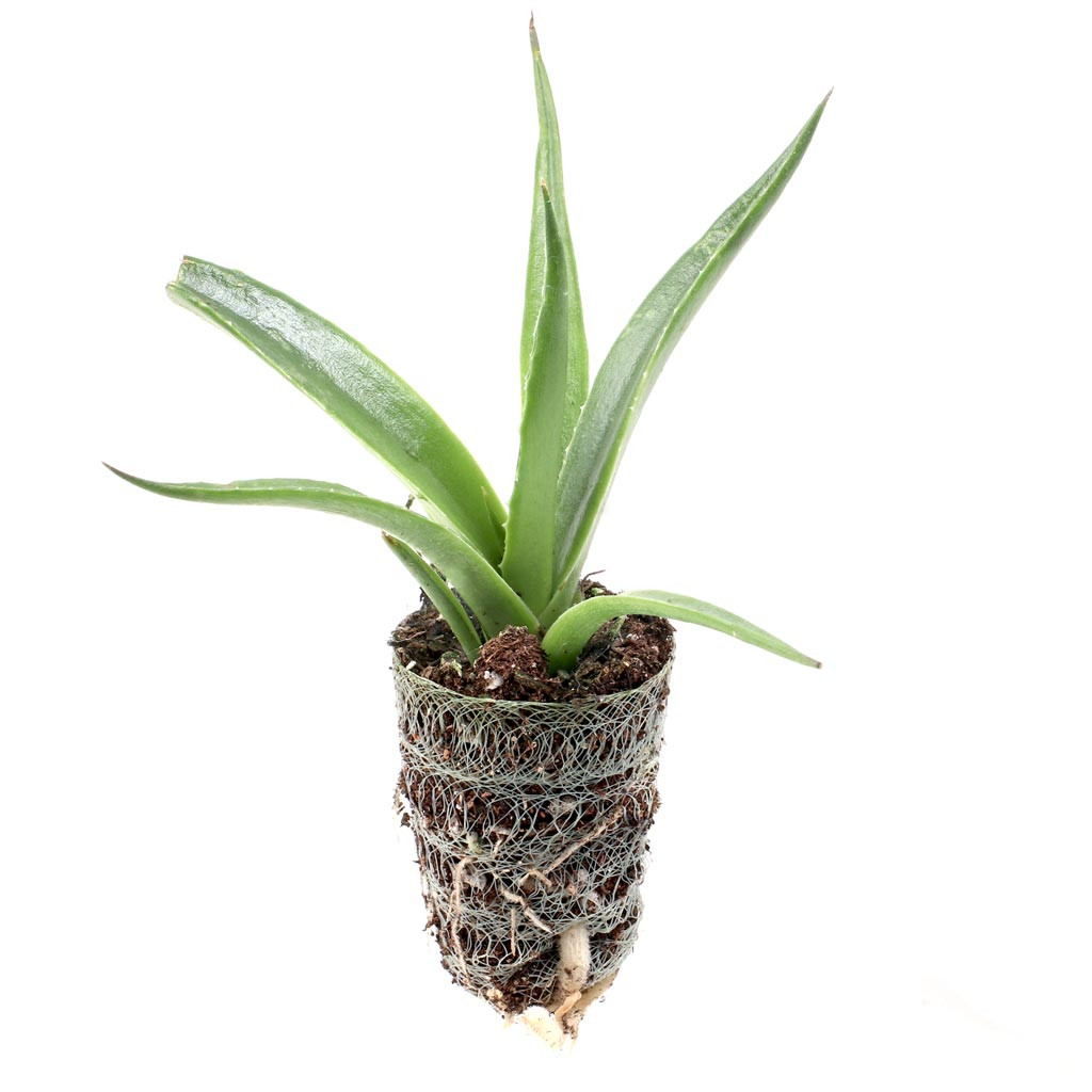 Mangave 'Red Wing' [plug] - Mountain Crest Gardens