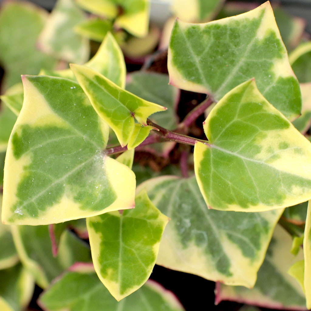 Senecio macroglossus - Variegated Wax Ivy [large] | MCG™