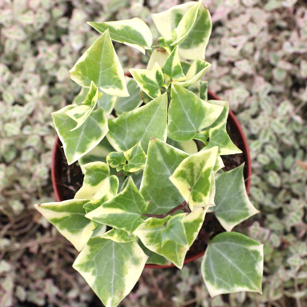 Senecio macroglossus - Variegated Wax Ivy [large] | MCG™
