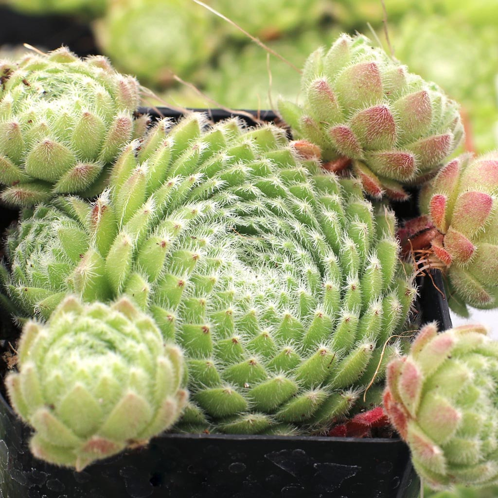 Sempervivum 'Poco Loco' - Mountain Crest Gardens