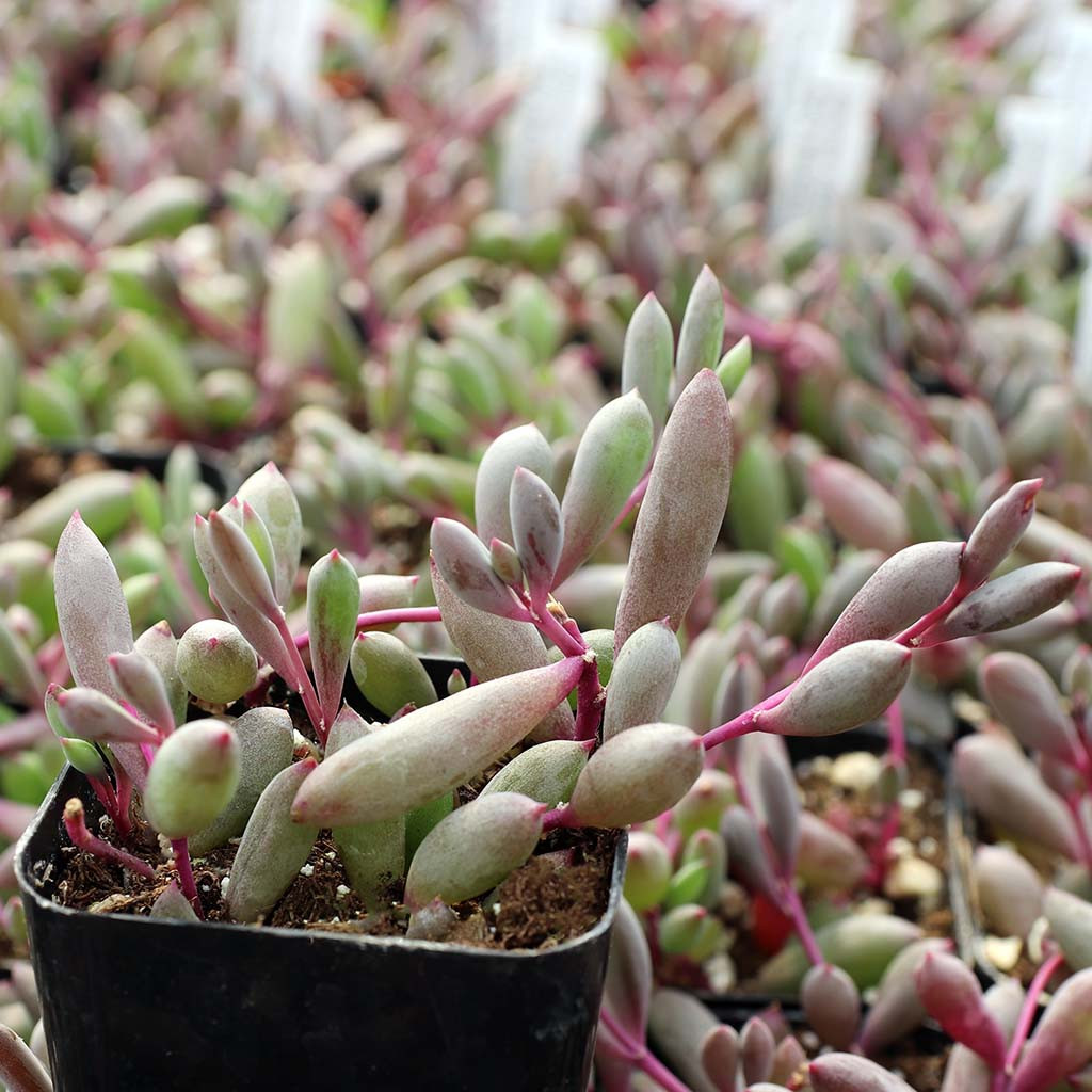 Othonna capensis 'Ruby Necklace' | Mountain Crest Gardens™
