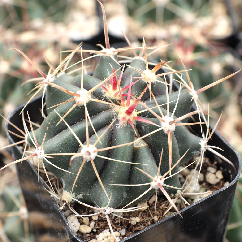 Mexican Lime Cactus | Mountain Crest Gardens™