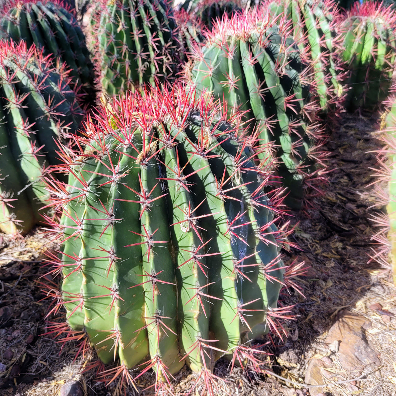 Mexican Lime Cactus | Mountain Crest Gardens™