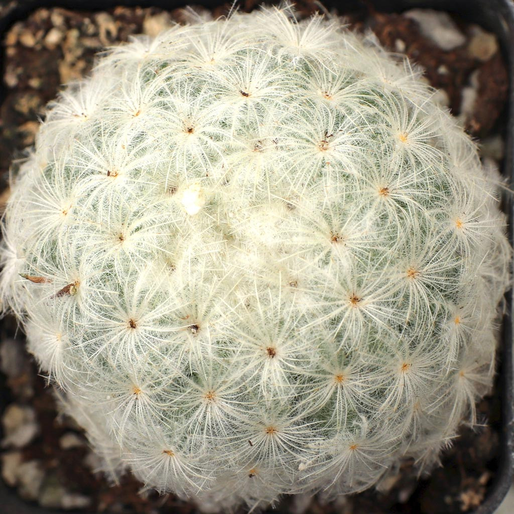 Mammillaria plumosa - Feather Cactus | MCG™