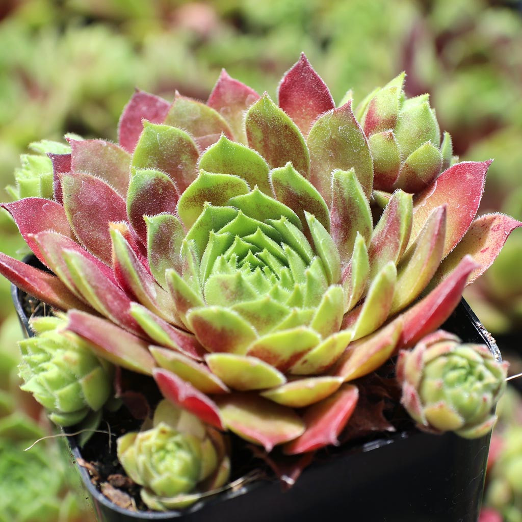 Sempervivum 'Black Mini' - Mountain Crest Gardens