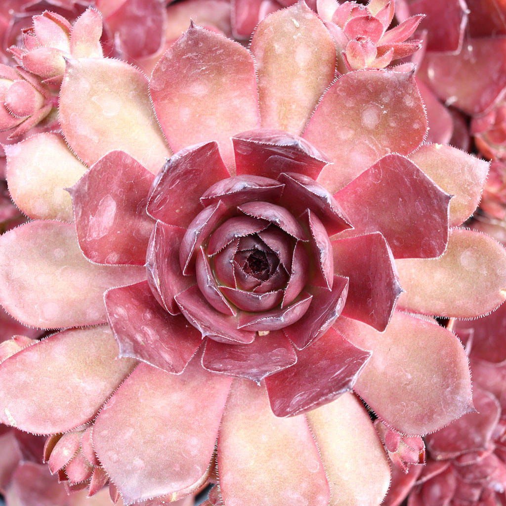 Sempervivum 'Red Zinger' [exclusive] - Mountain Crest Gardens