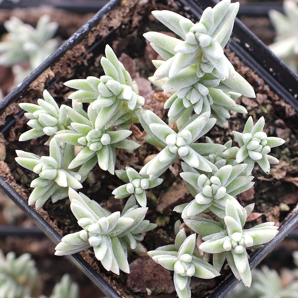 Sedum booleanum - Mountain Crest Gardens