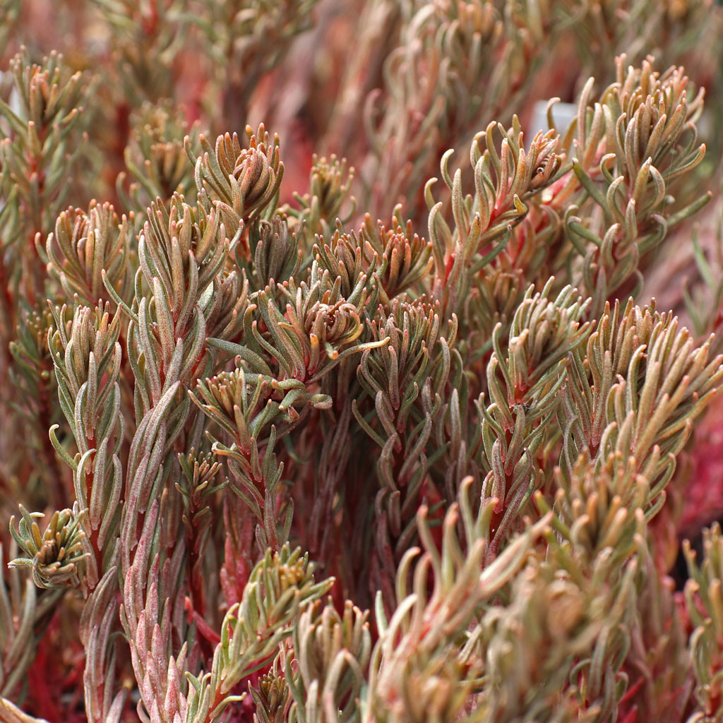 Sedum polytrichoides 'Chocolate Ball' - Mountain Crest Gardens