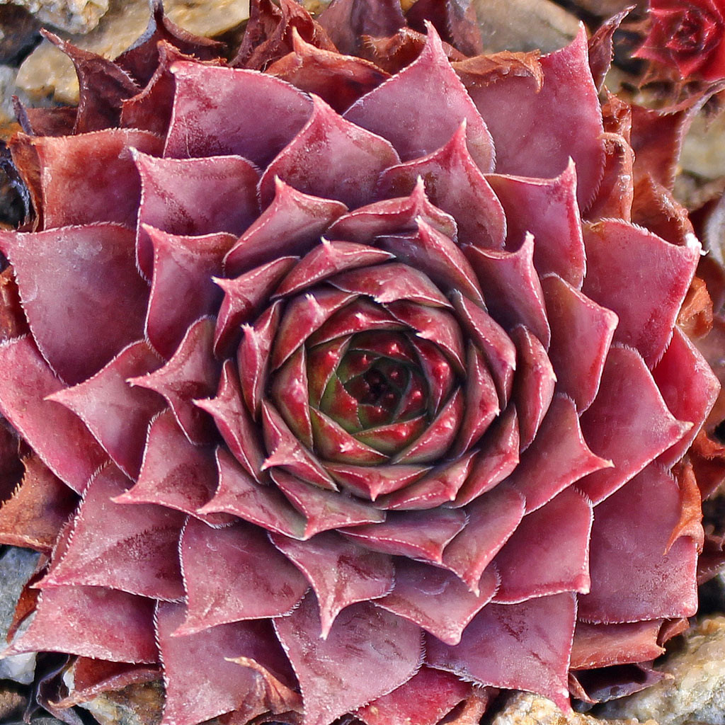 Sempervivum 'Zulu' - Mountain Crest Gardens