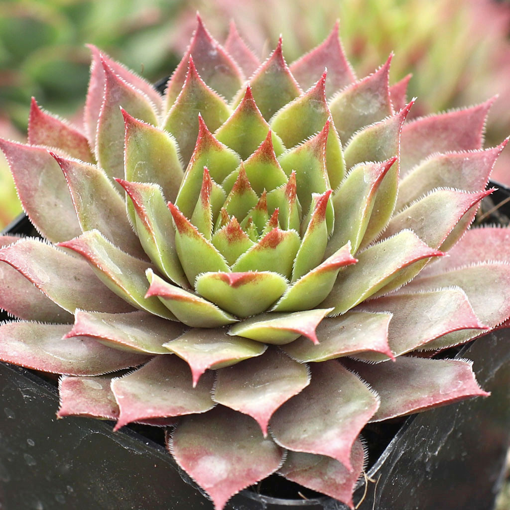 Sempervivum 'Zulu' - Mountain Crest Gardens