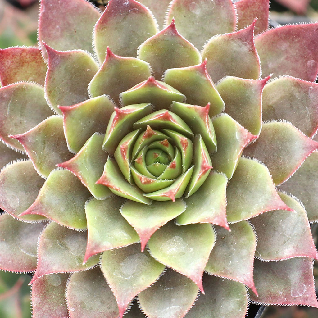 Sempervivum 'Zulu' - Mountain Crest Gardens
