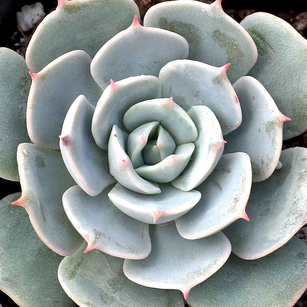 Graptoveria 'Bristlecone' - Mountain Crest Gardens