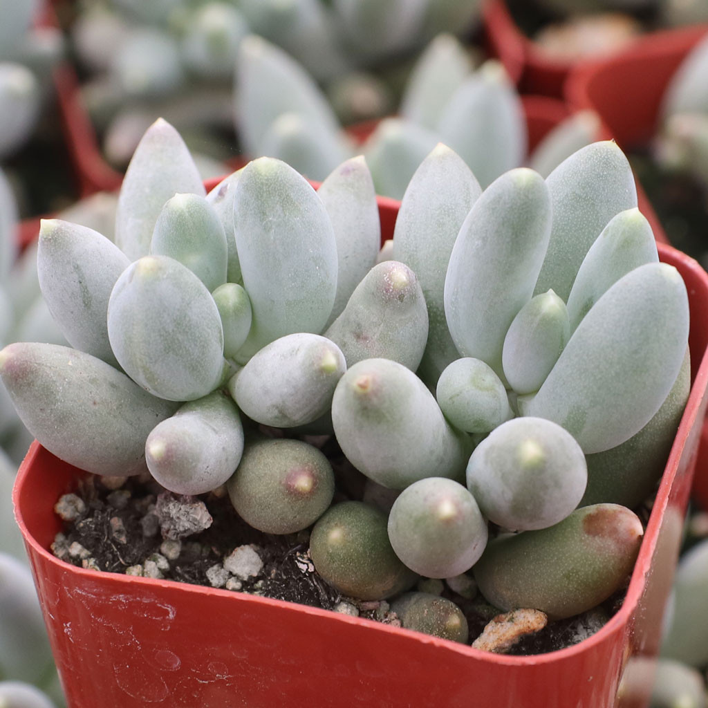 Pachyphytum rzedowskii | Mountain Crest Gardens™