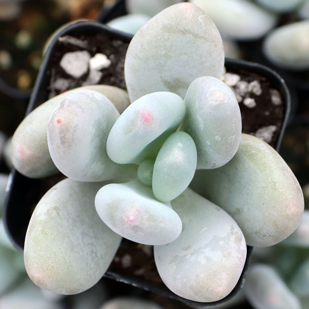 Sedum craigii | Mountain Crest Gardens™