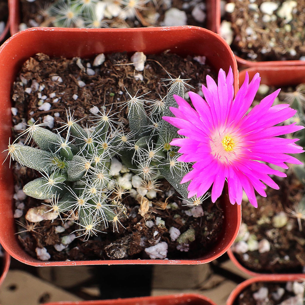 Trichodiadema densum - Mini Desert Rose | MCG™