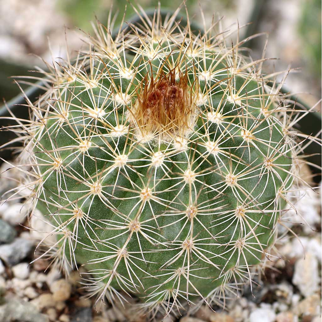 Parodia procera | Mountain Crest Gardens™