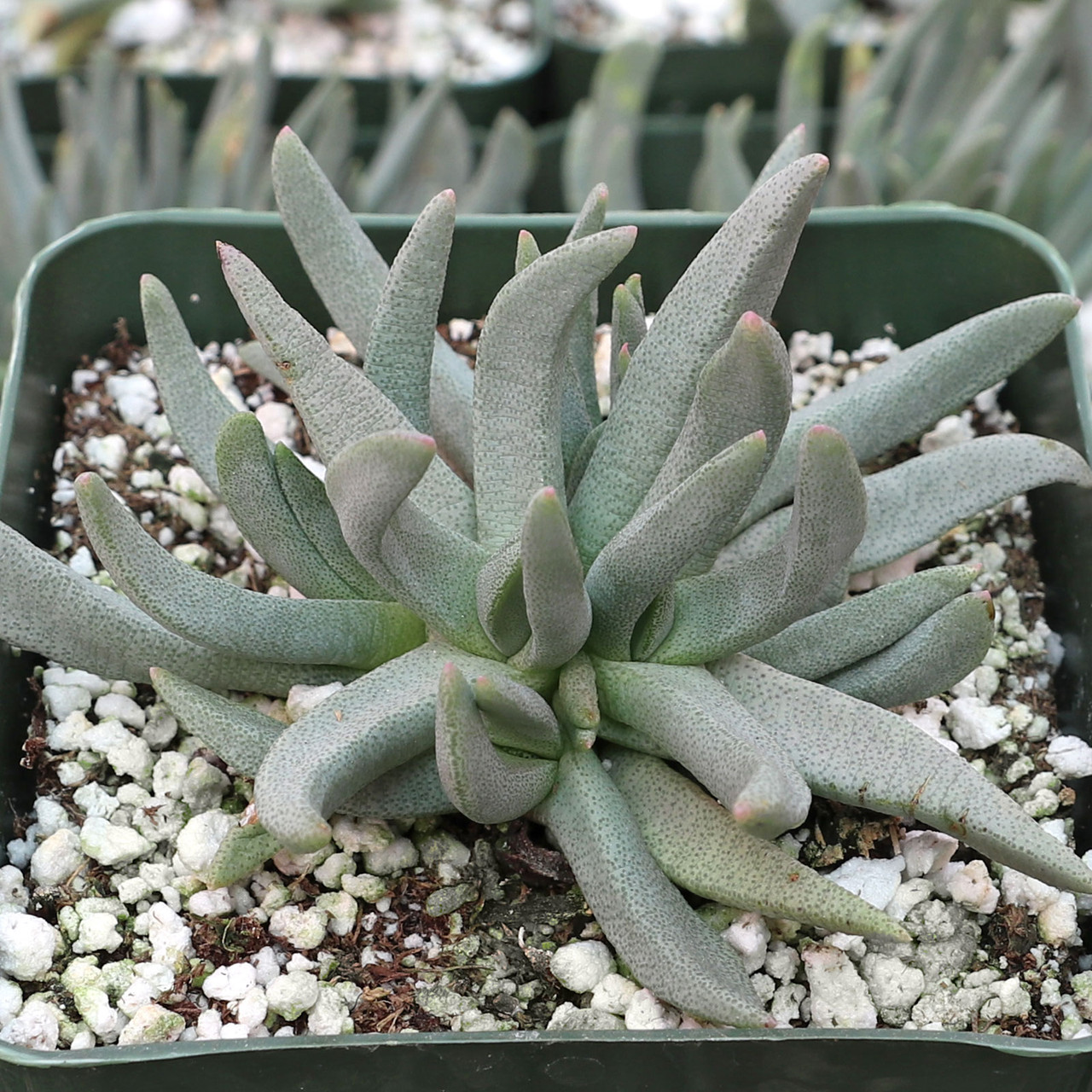 Ebracteola wilmaniae | Mountain Crest Gardens™