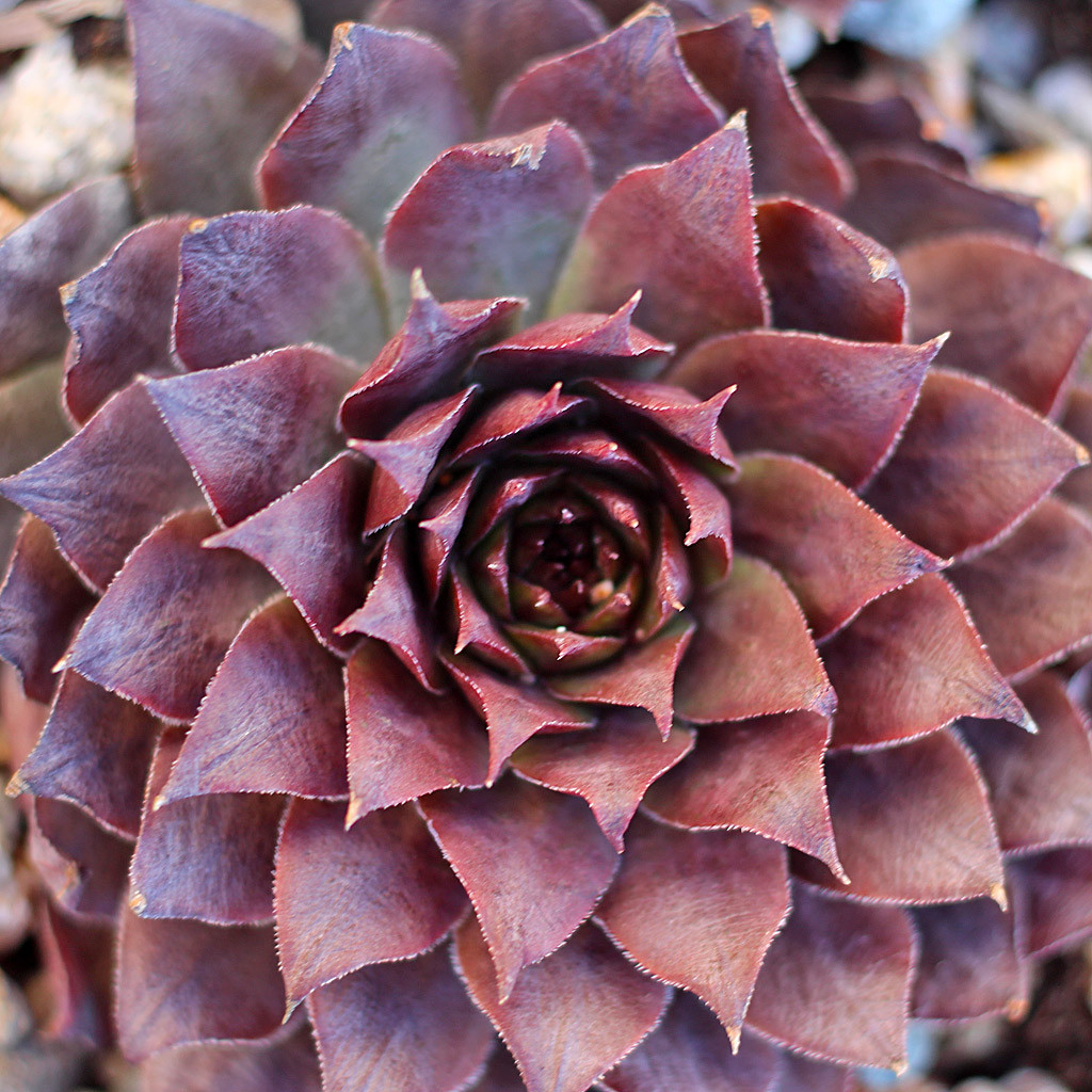 Sempervivum 'Red Rum' | Mountain Crest Gardens™