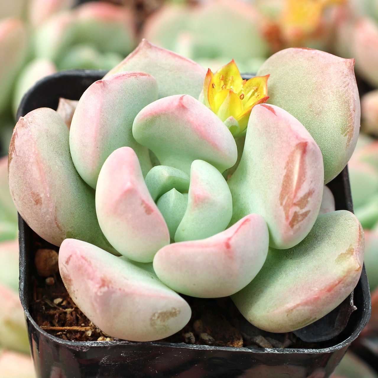 Graptoveria 'A Grim One' | Mountain Crest Gardens™