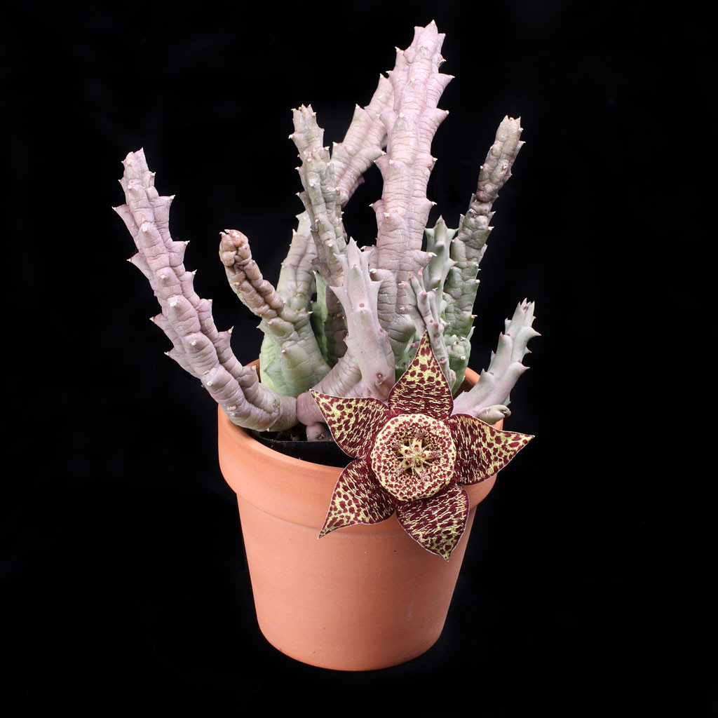 Orbea variegata - Starfish Flower | Mountain Crest Gardens™