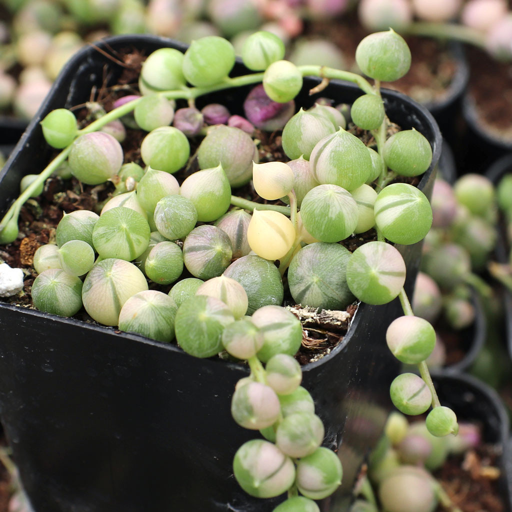 Senecio rowleyanus f. variegatus - Variegated String of Pearls | MCG™
