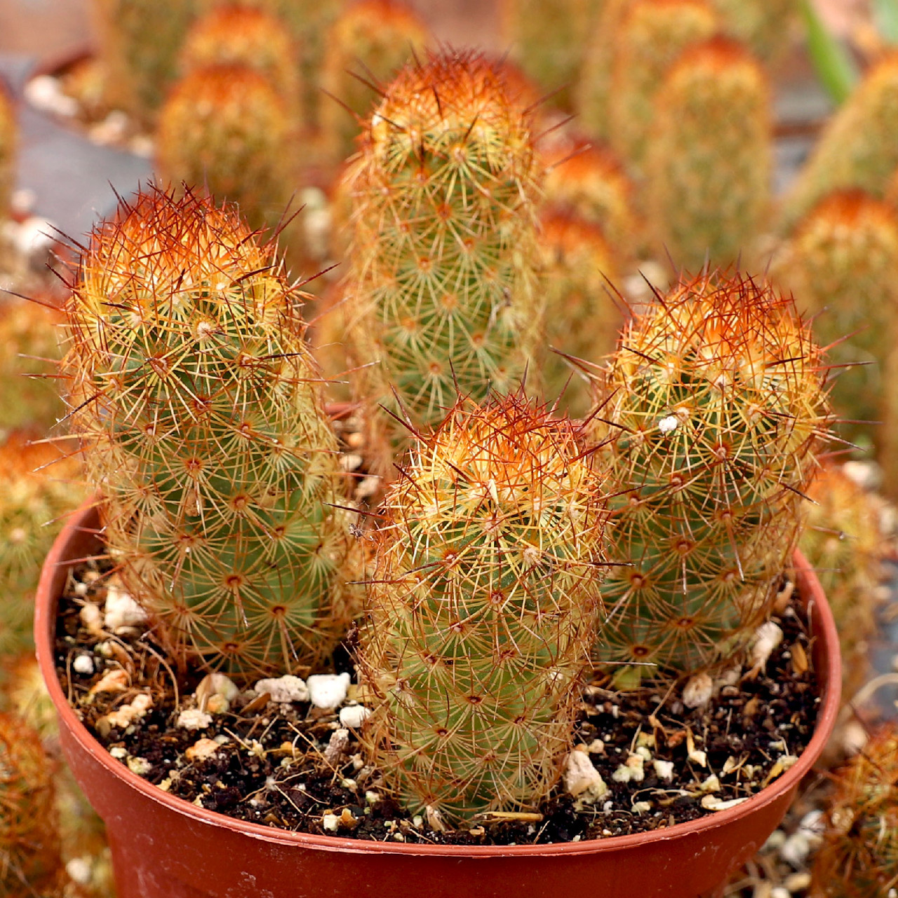Mammillaria elongata 'Copper King' [large] | MCG™
