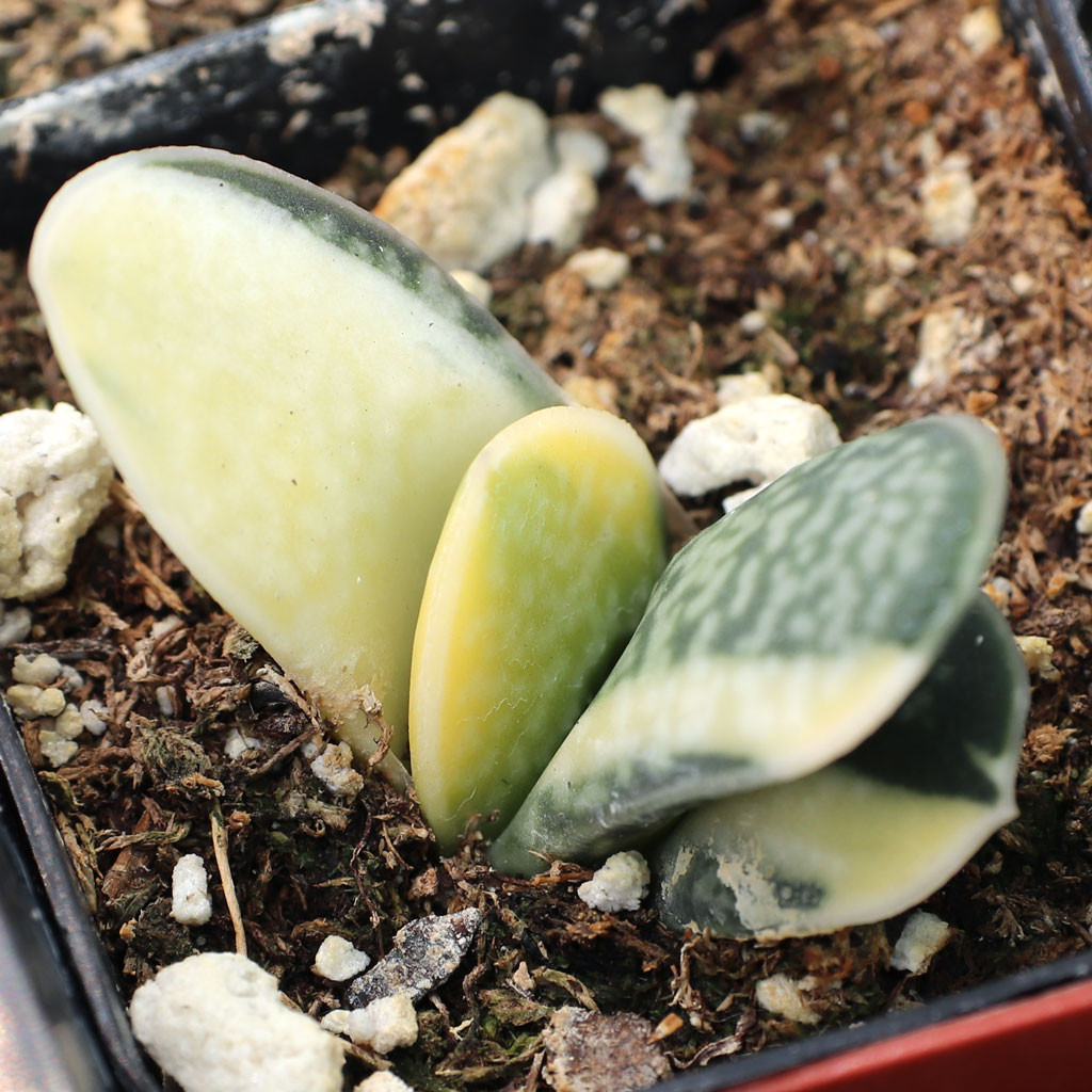 Gasteria bicolor var. liliputana f. variegata | MCG™