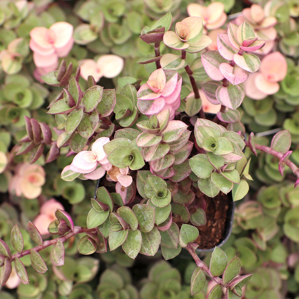 Callisia repens f. variegata 'Pink Lady' | MCG™